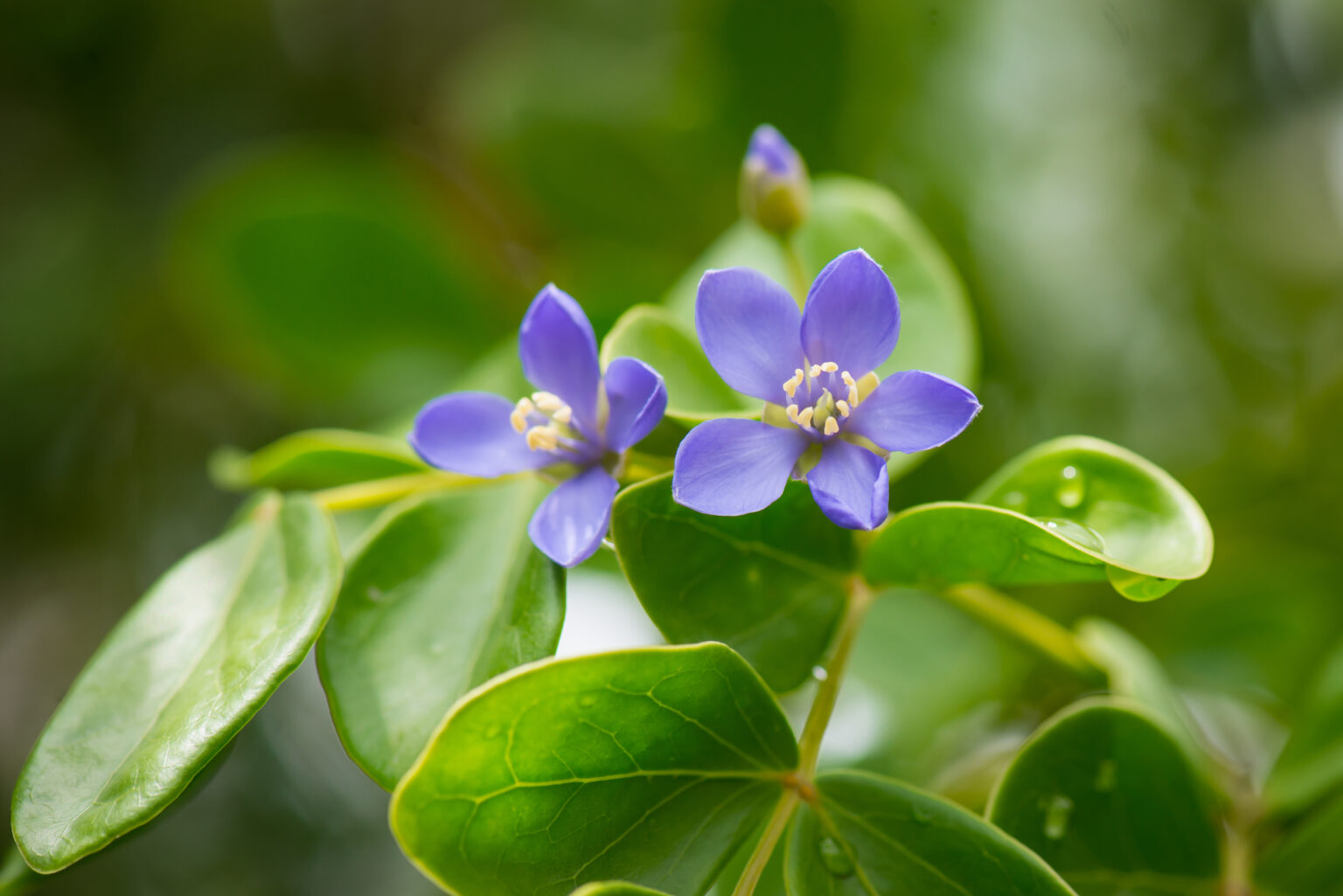 What is the National Tree of the Bahamas? - Bahamas Information Guide
