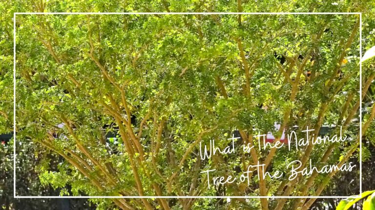 What is the National Tree of the Bahamas? - Bahamas Information Guide