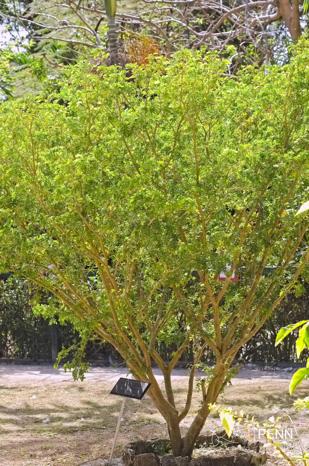 What is the National Tree of the Bahamas? - Bahamas Information Guide