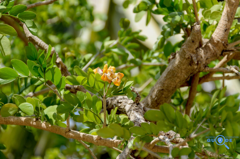 What is the National Tree of the Bahamas? - Bahamas Information Guide